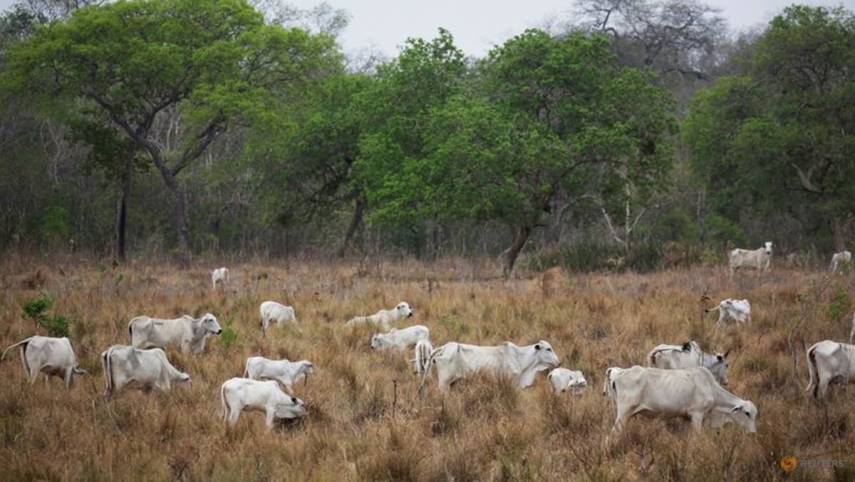 New Mexico Feral Cows To Be Culled By Helicopter Shooters Today