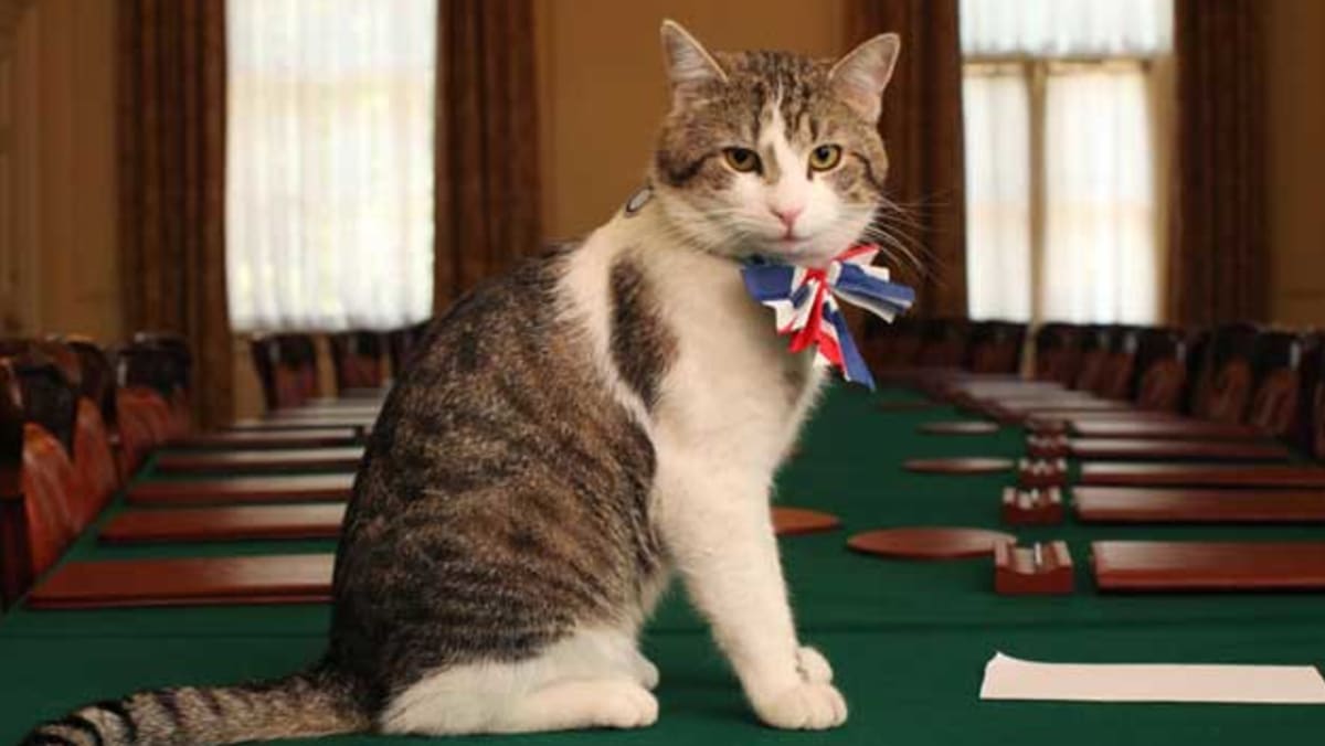 Downing Street's Larry the Cat's best viral moments: Greeting Barack ...