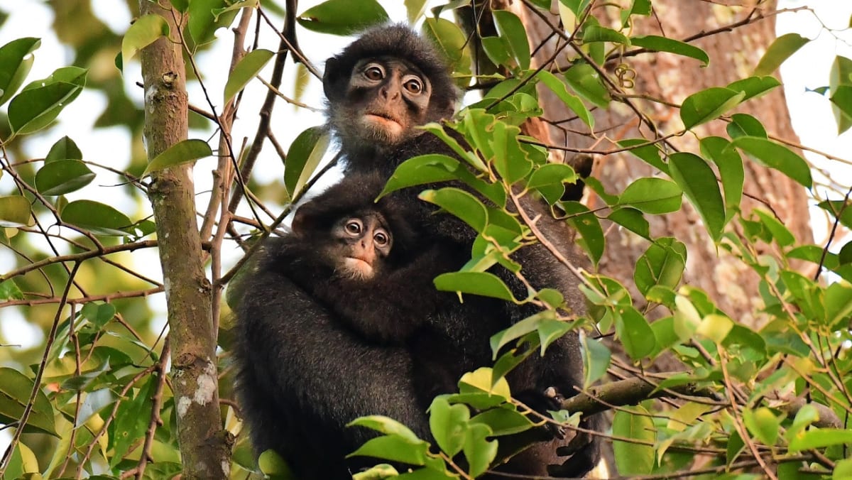 Researchers call for protection of SAF training area to preserve ...