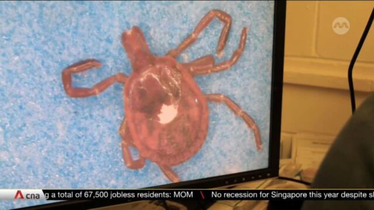 Warming planet fuelling the growth of tick populations in the US ...