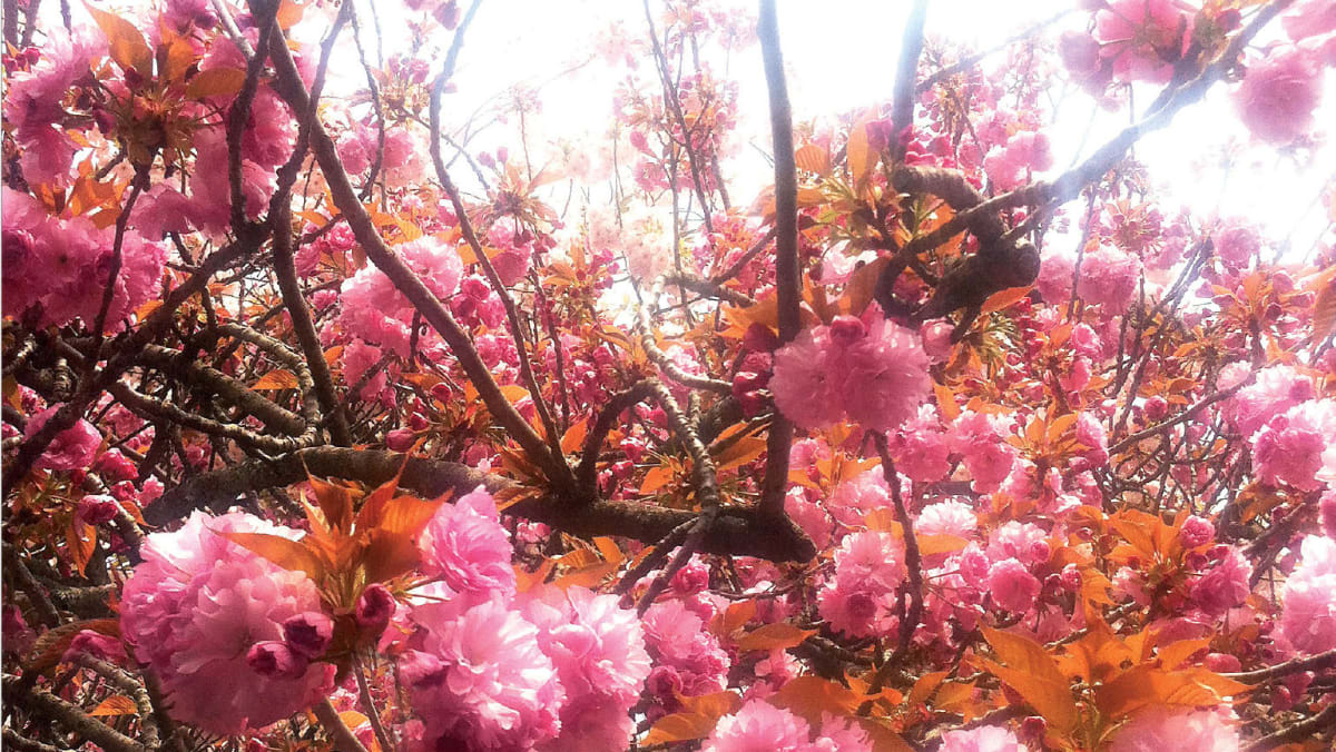 Springtime wonders in Kyoto - TODAY