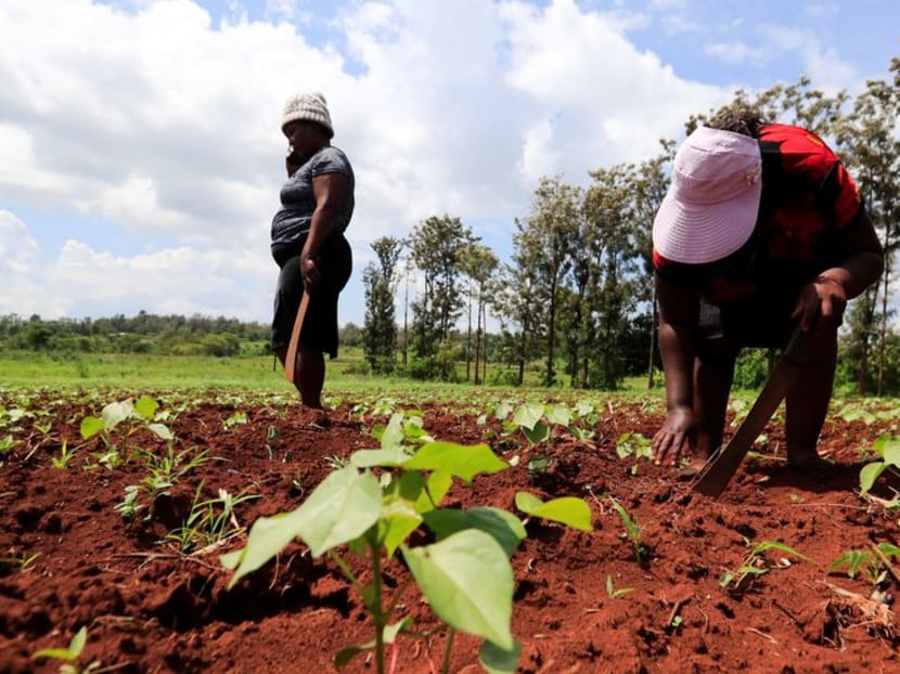 Kenya's GMO maize push sowing trouble for food sector, farmers warn - TODAY