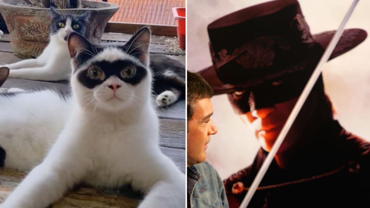 Kitten in Indonesia goes viral for looking like Zorro - TODAY