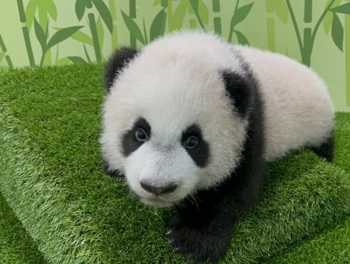 First giant panda cub born in Singapore named Le Le after public vote ...