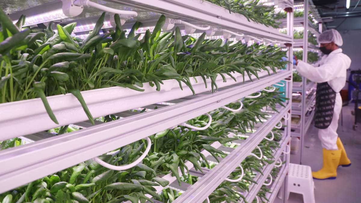 'A growing interest': Despite challenges in beating the heat, unique ...