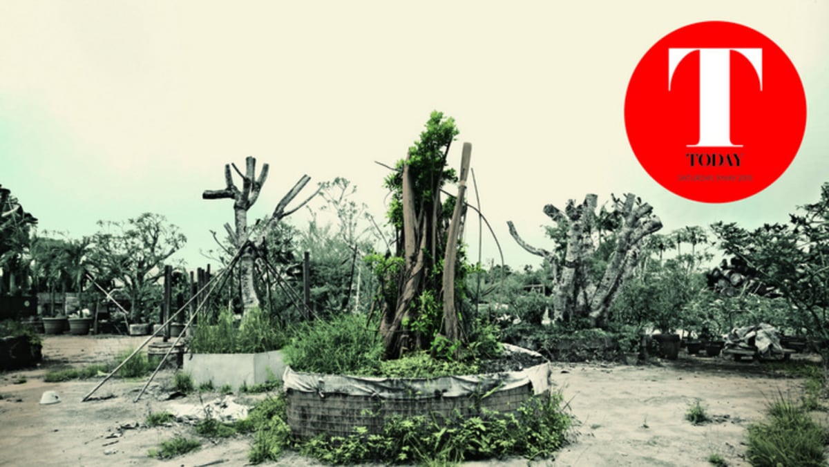 The tree amigos: S’poreans and their fave trees in photo show - TODAY