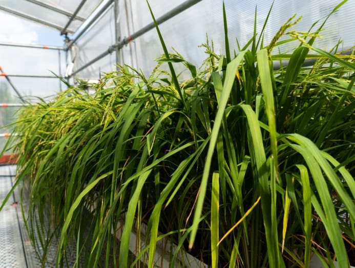 As temperatures rise, Singapore races to find solutions to secure its ...