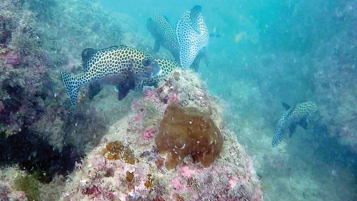 Sisters’ Islands Marine Park to get Singapore’s biggest artificial reef ...