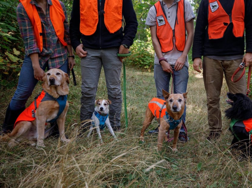 The dogs on the front line of wildlife conservation, from sniffing ...