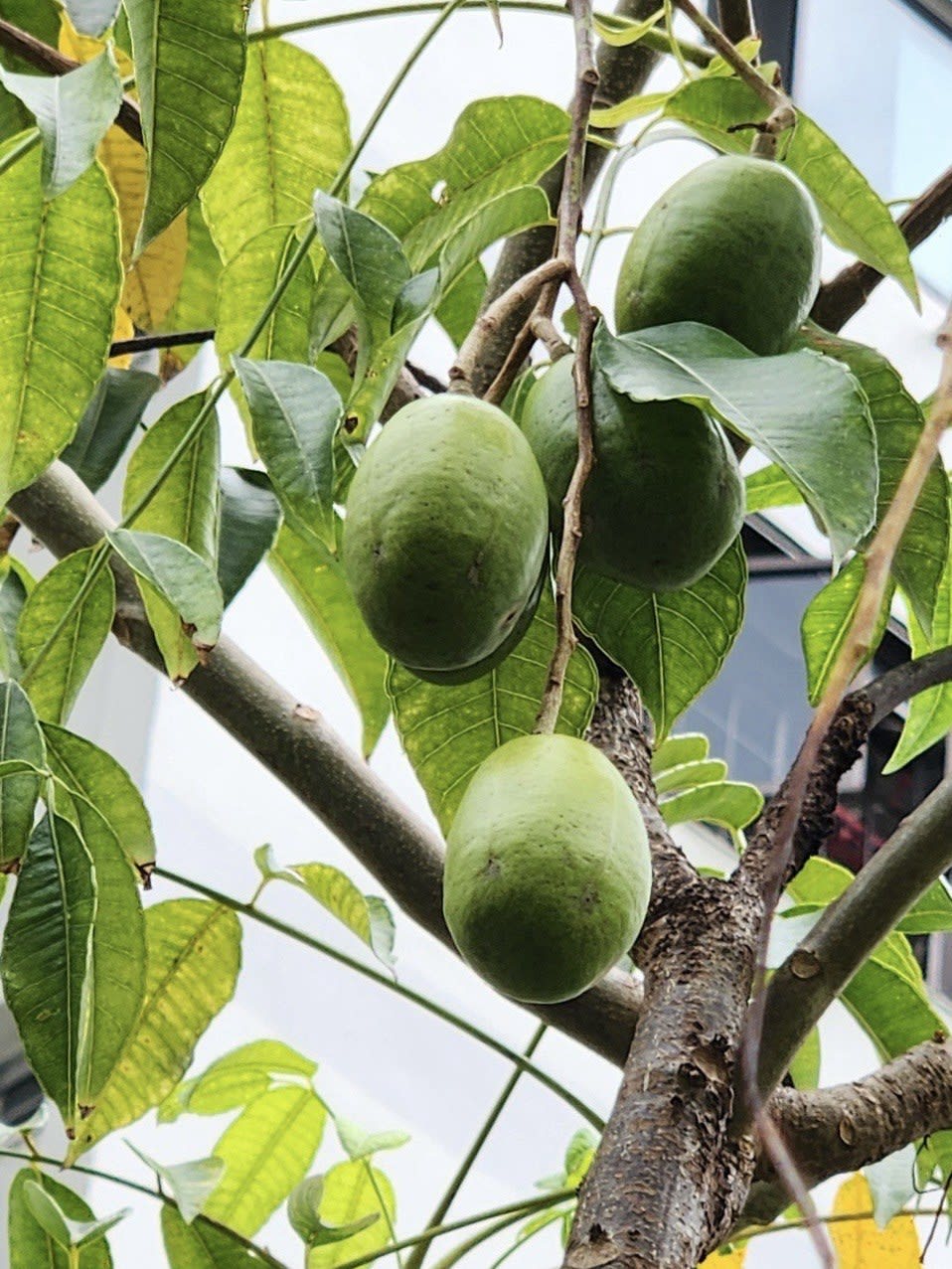 Meet the community gardeners of Marine Crescent Ville who nurture their ...