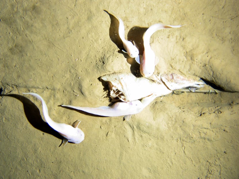 How deep can a fish go? Scientists may have answer - TODAY