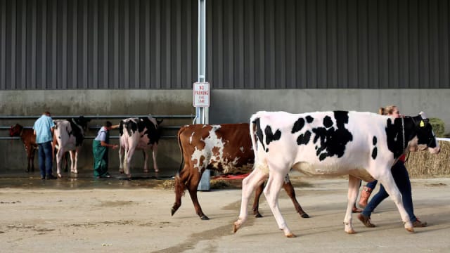 美国一人在接触奶牛后 感染禽流感 - 8world