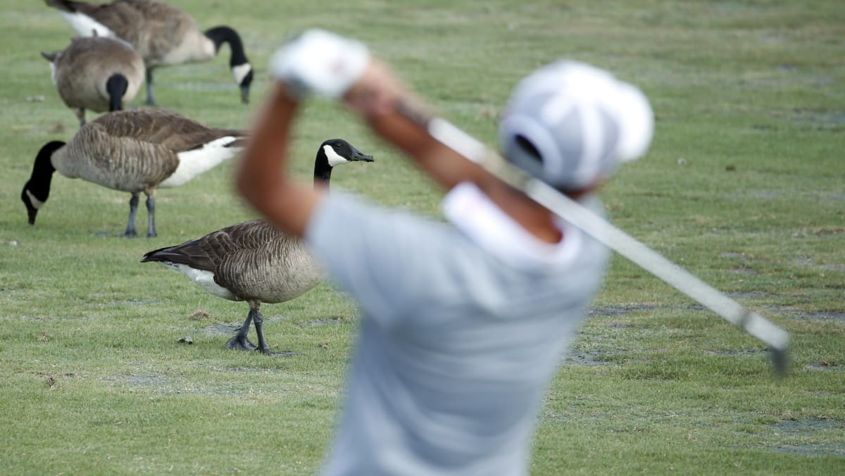 It’s a wild, wild world on the golf course - TODAY