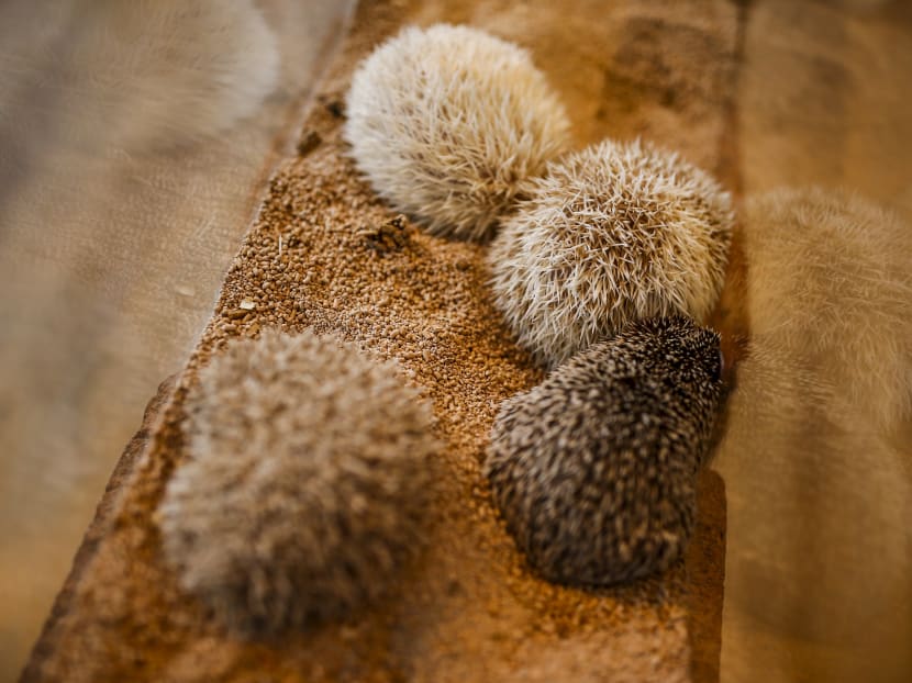 Gallery: Japanese line up to cuddle hedgehogs - carefully - TODAY