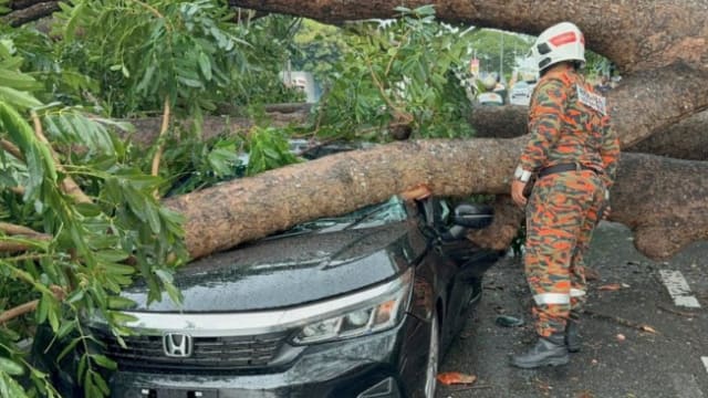 马国一吨重巨树倒下压轿车 司机与孕妻逃一劫 - 8world