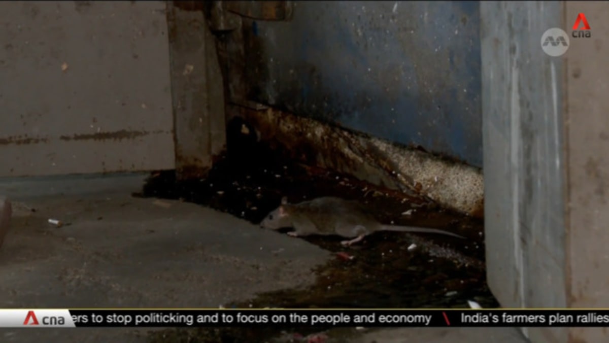 Poor food waste management, weather changes causing increased rat ...