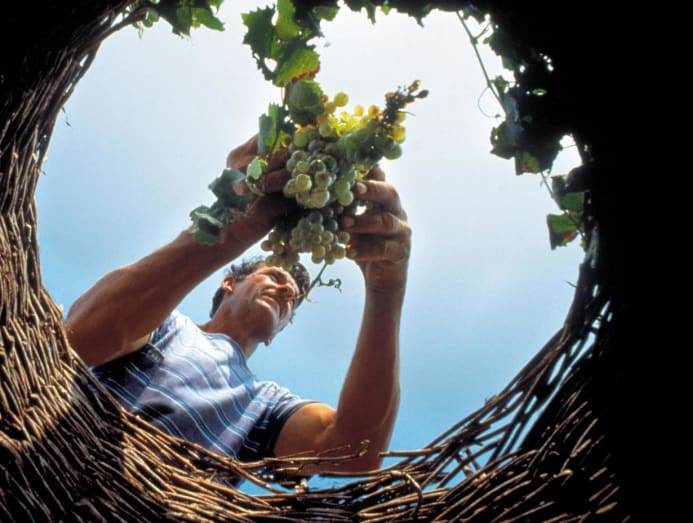 Exploring the wines of Greece - CNA Luxury