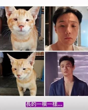 These Are The Dogs And Cats Netizens Say Look Like Li Ronghao - 8days