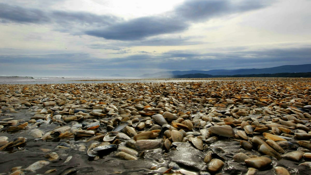 Wave of dead sea creatures hits Chile’s beaches - TODAY