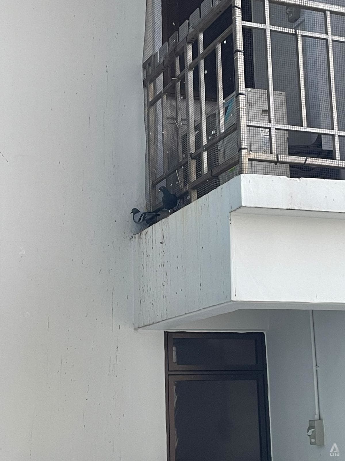 'Feathers everywhere in the house': Residents of Depot Road HDB block ...