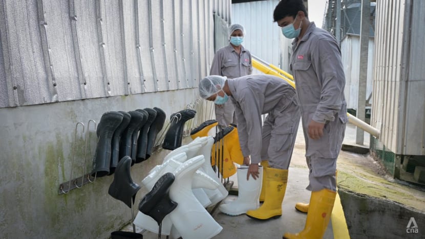 Full-body showers and disinfectant foot dips: How one Singapore egg ...