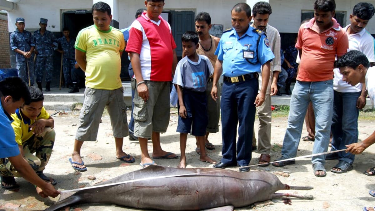 Three arrested in India for beating endangered dolphin to death - TODAY