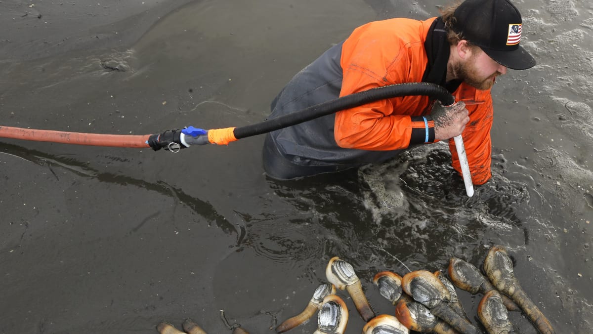 Geoduck farming takes off as demand for clams grows in Asia - TODAY