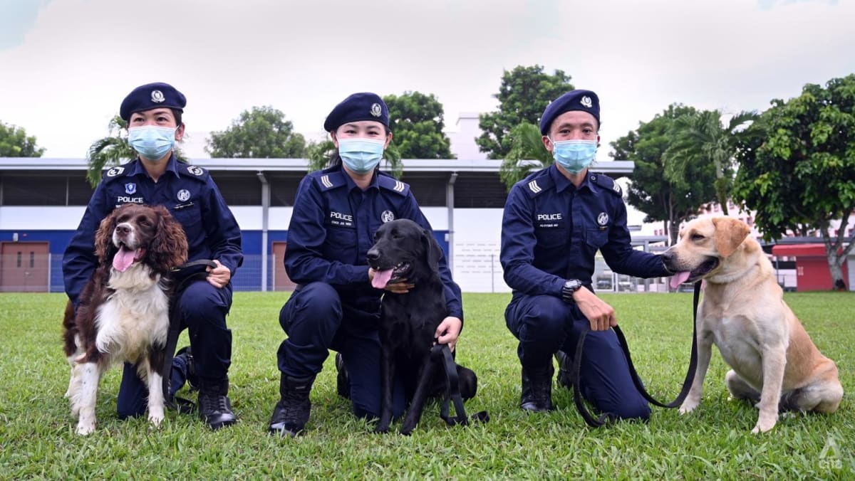 Bagaimana anjing polis dilatih kesan dadah, bahan letupan, orang yang ...