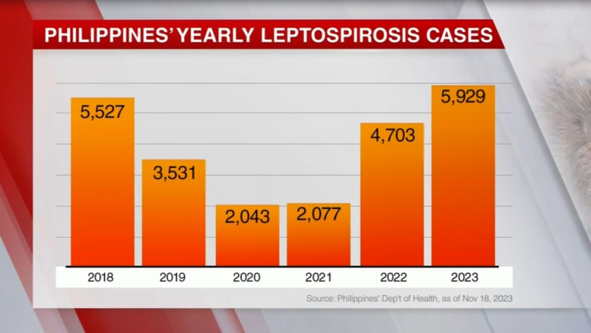 Scientists hope to bank on local vaccine as leptospirosis cases hit 5 ...