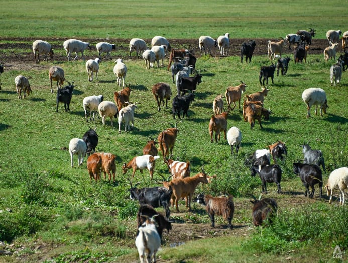 Experiencing Mongolia's countryside at the Mongol Nomadic Camp from ...