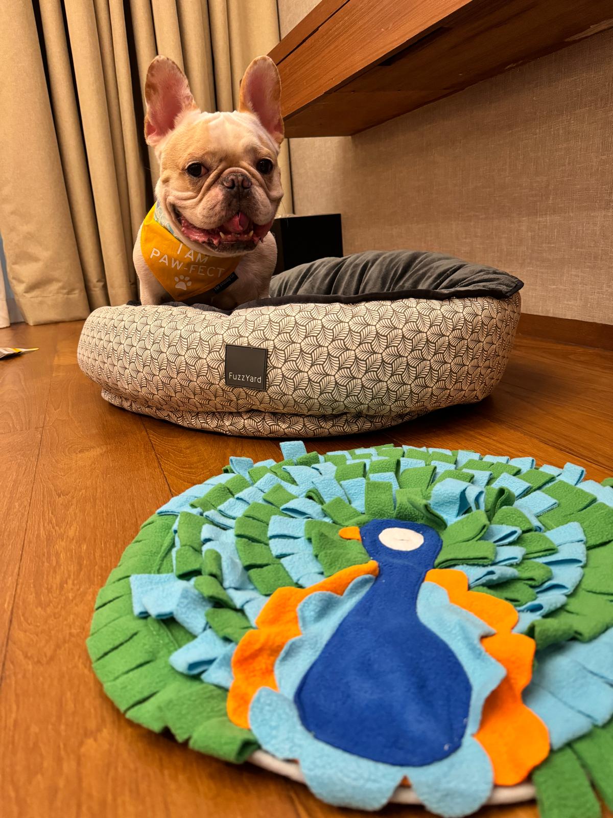 Pet-Friendly Hotel Review: My Dog Checked In To Oasia Resort Sentosa ...