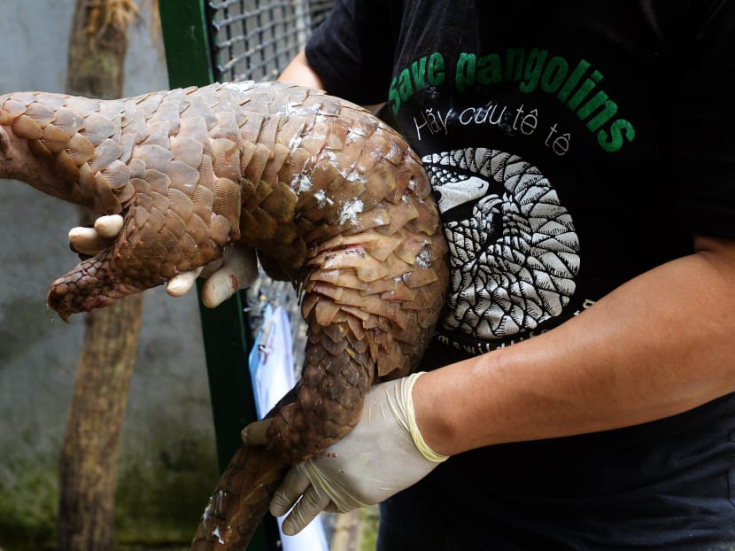 Probe launched over claims endangered pangolin served at banquet to ...