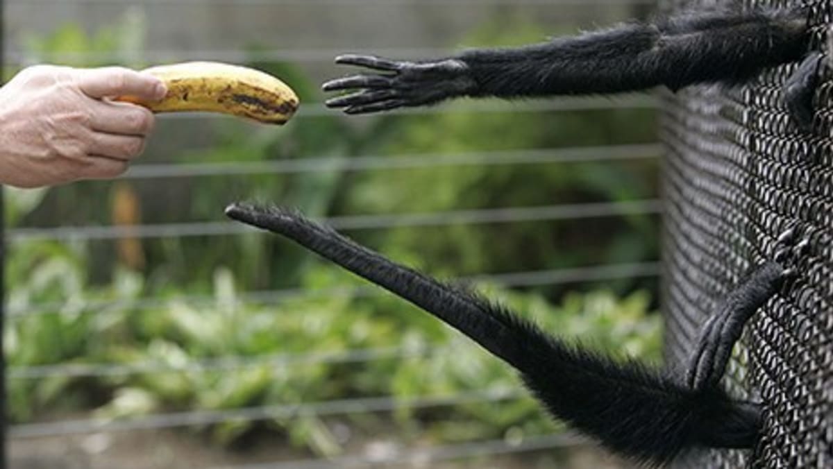 UK zoo bans monkeys from eating bananas - TODAY