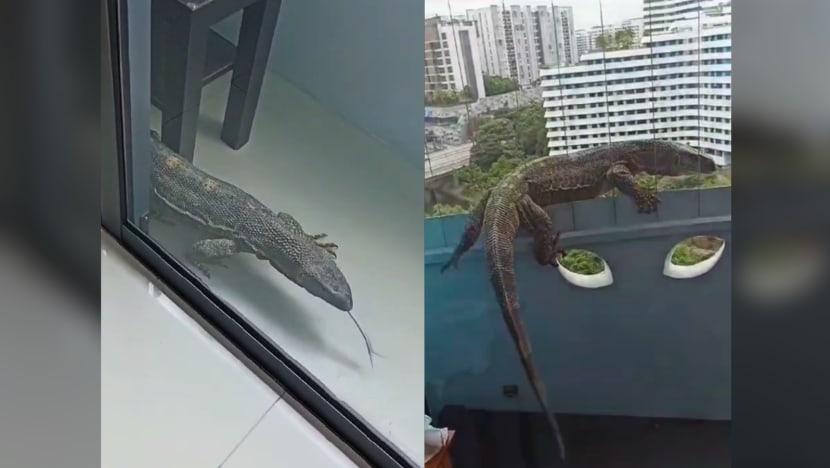 Monitor lizard that wandered into Punggol flat not native to Singapore; NParks investigating - CNA