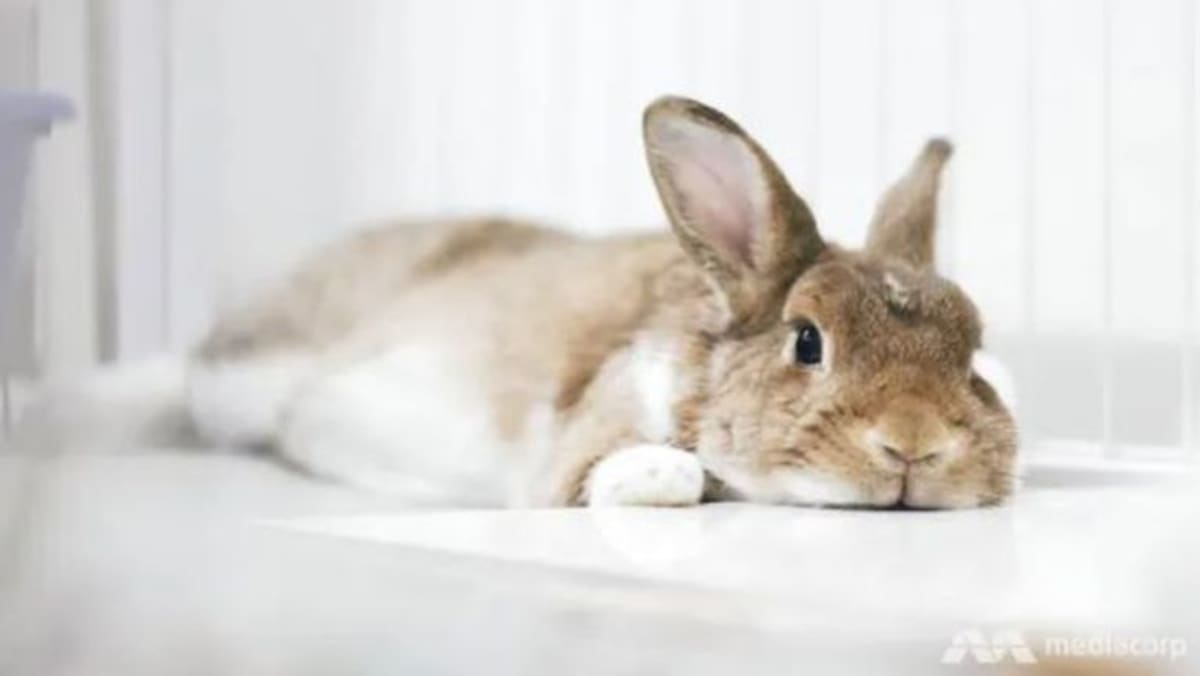 முயல்களைப் பாதிக்கும் கொடிய நோய் கண்டுபிடிப்பு: விலங்குநல- மருத்துவச் ...