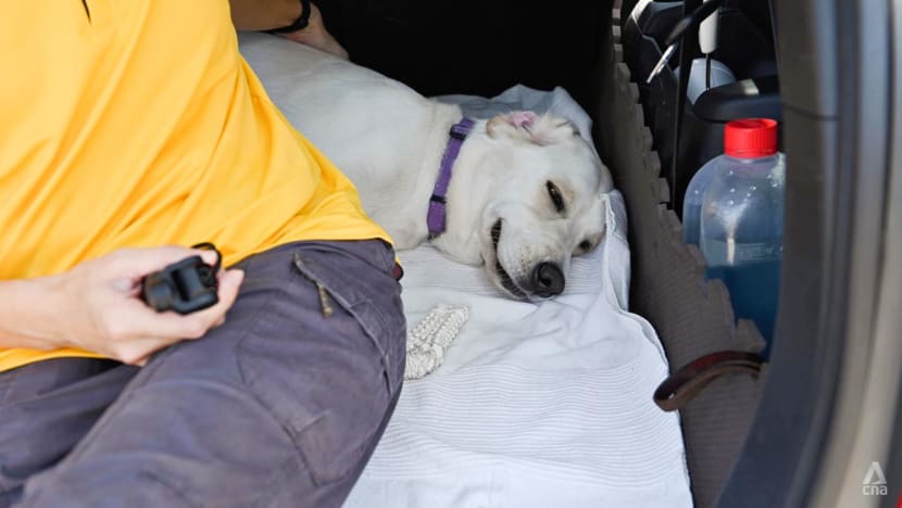 Still a pup but taking her human to places — as the first guide dog ...