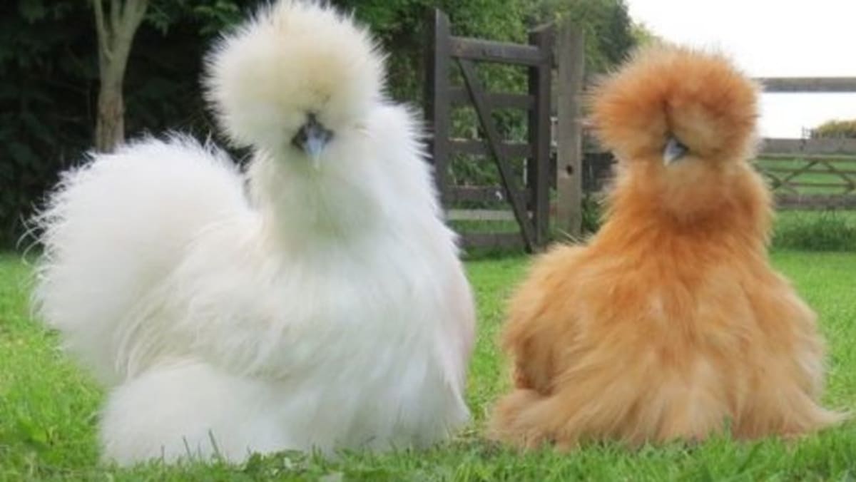 5 spesies ayam paling unik dan jarang ditemui di dunia - BERITA Mediacorp