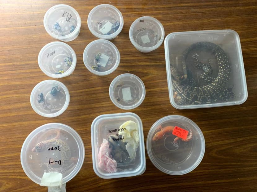 Animal trader jailed, fined for trying to smuggle into Singapore ...