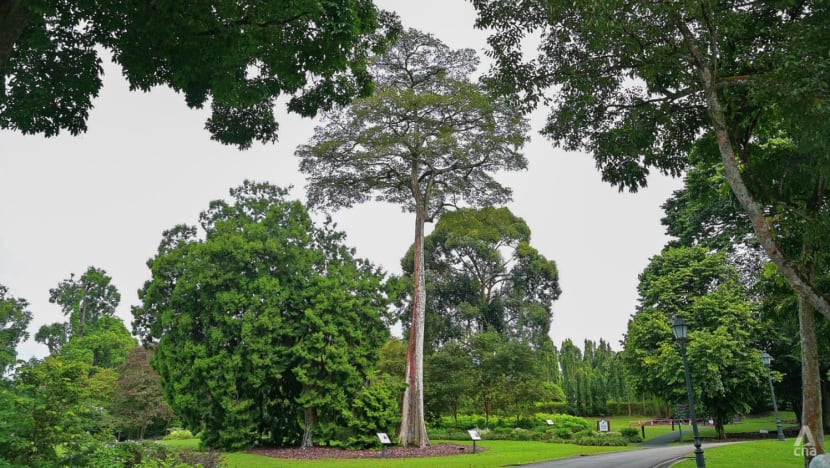 Tidak membosankan: Tugas doktor pokok menjaga pokok-pokok di Singapura ...