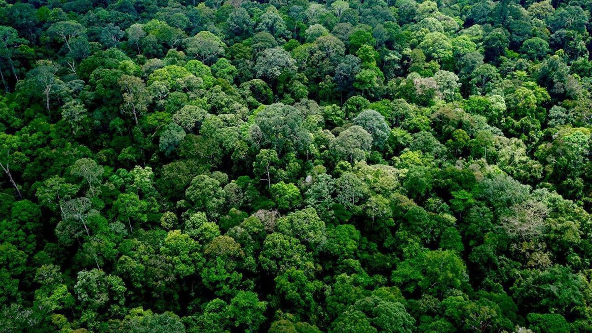 Mapping of forests in 7 countries including M’sia shows extent of tree ...