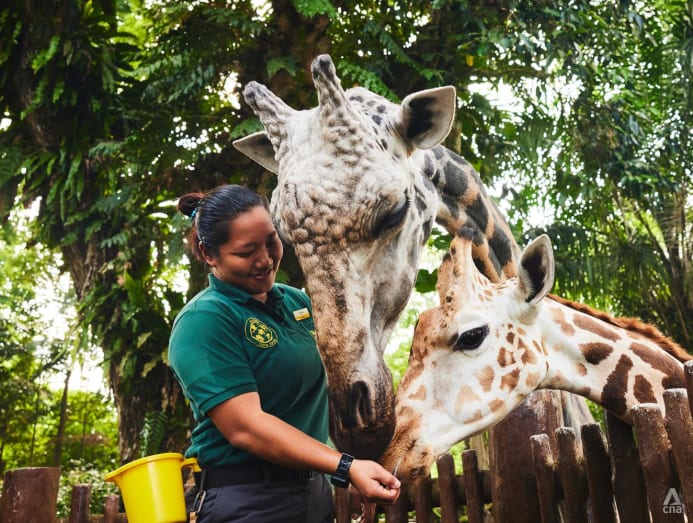 What does it take to be a zookeeper in Singapore? - CNA Lifestyle