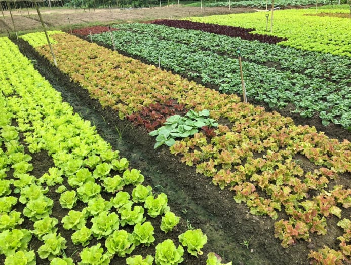 Where to enjoy outdoor activities around Johor Bahru: Trails, campsites ...