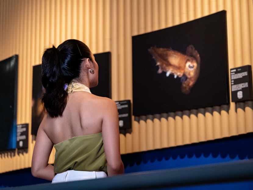 Dive into action: How you can help protect our ocean’s splendour