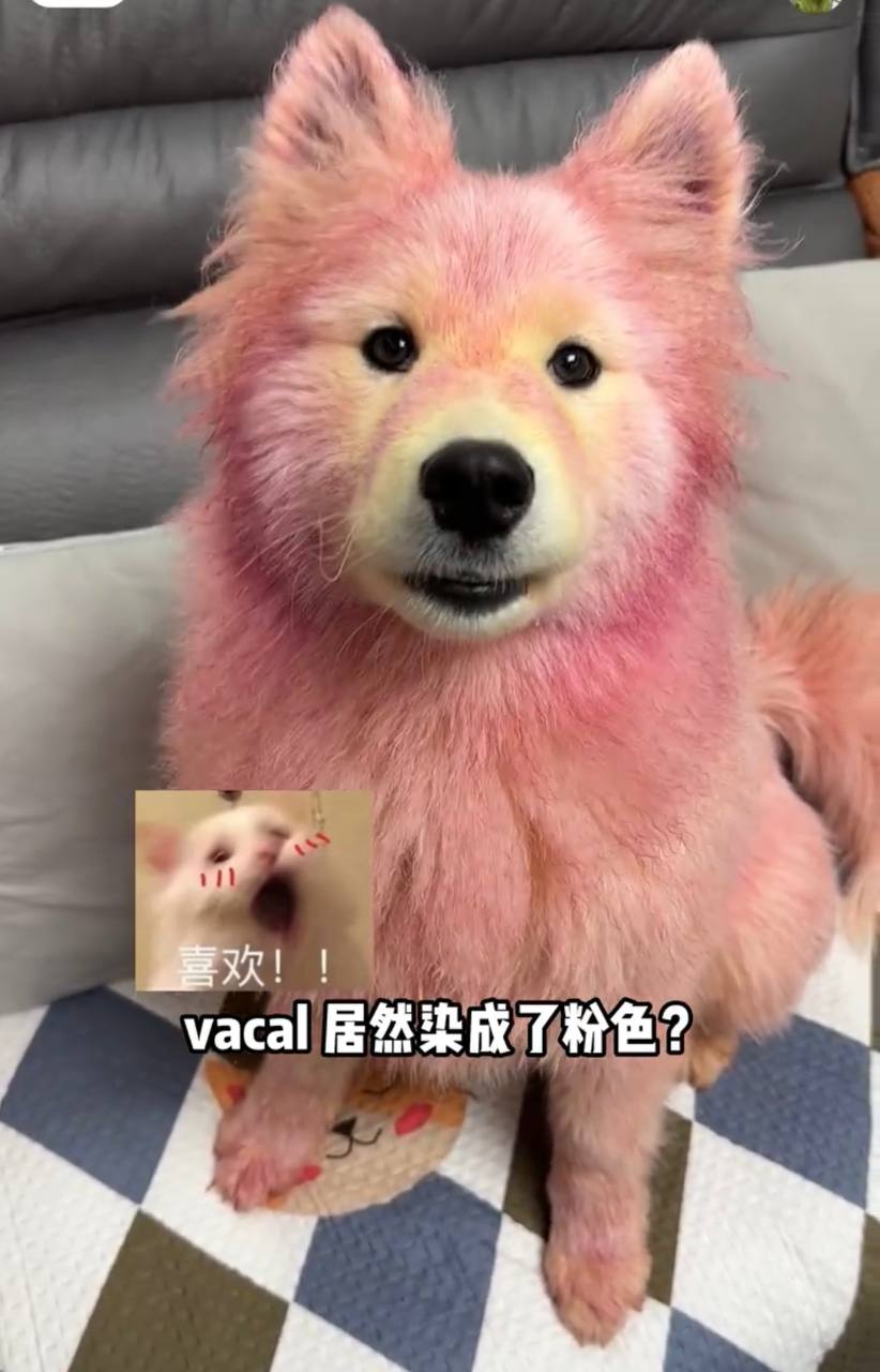 Odd Trend On Chinese Social Media Sees Dog Owners Using Fruits ...