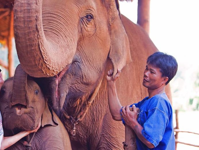 Saving Thailand’s elephants with champagne and paddle boats - CNA Luxury