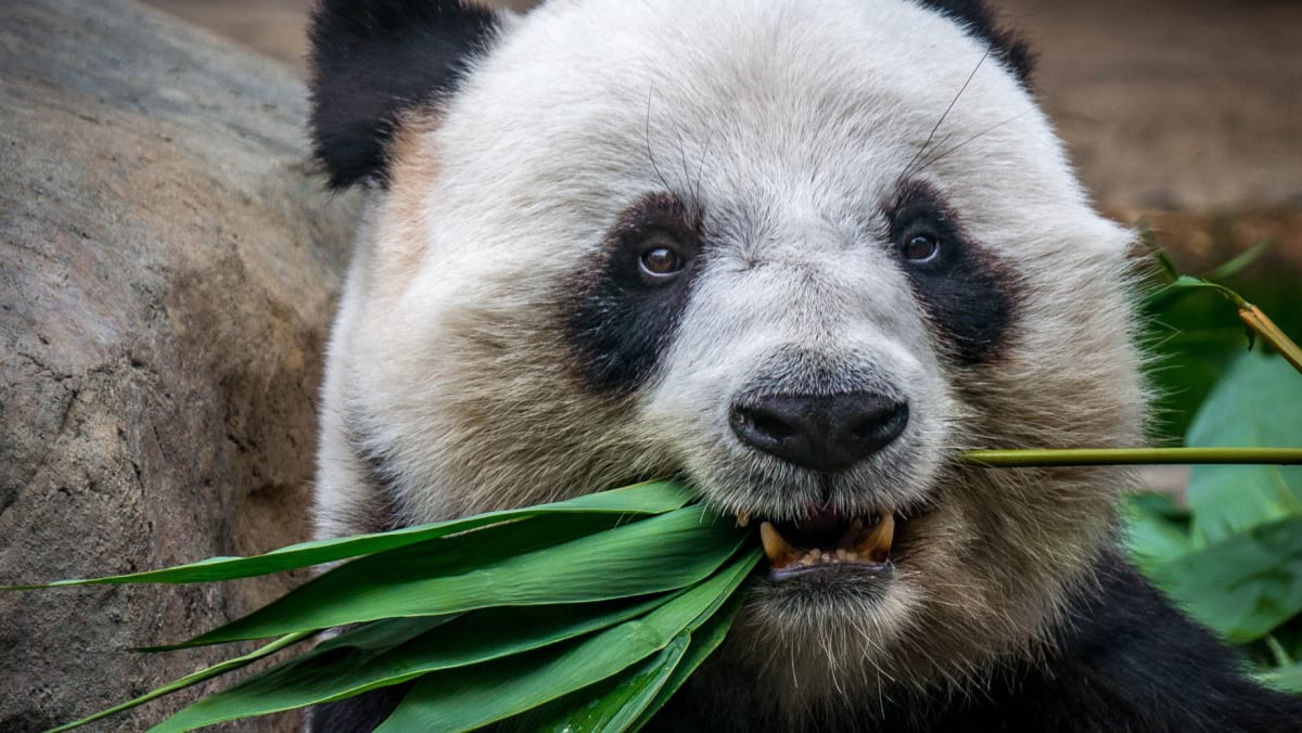 Panda teeth are self-regenerating, Chinese and US scientists find – and ...