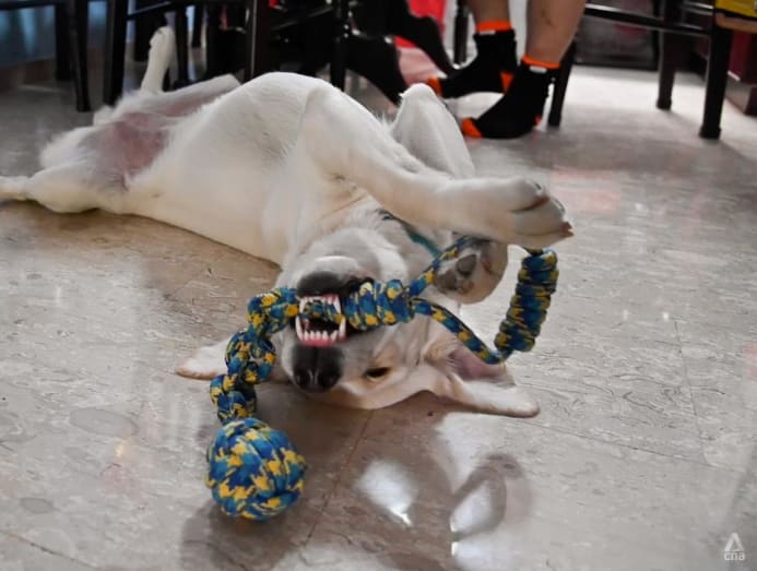 Still a pup but taking her human to places — as the first guide dog ...