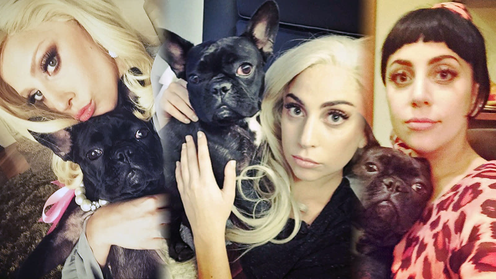 16 celebrities and their look-alike pets - 8days