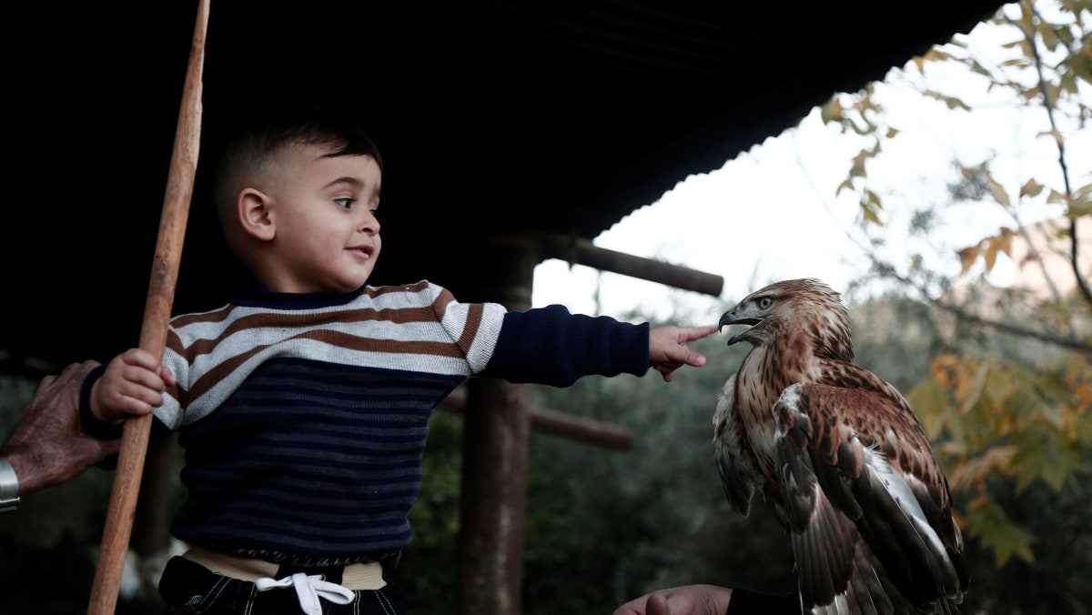 The US military is using falcons to build a drone killer - TODAY