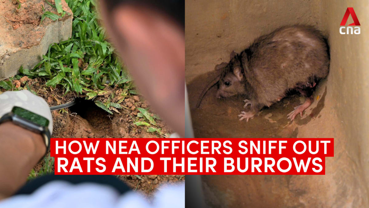 How NEA officers sniff out rats and their burrows | Video - CNA